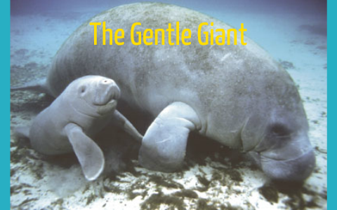 Manatees: The Gentle Giant by katelyn dezego on Prezi