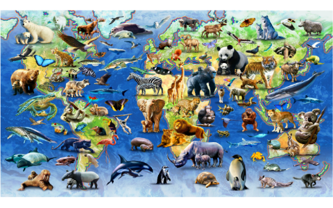 THE CARIBBEAN SEA ECOSYSTEM by Suzanne Giardina-Dedman on Prezi