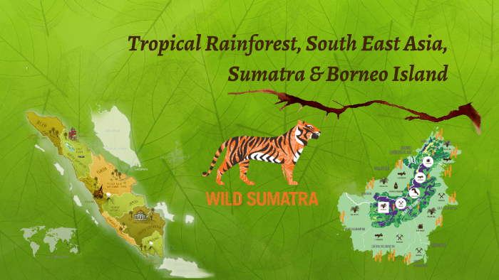 Tropical Rainforest, South East Asia, Sumatra Island by Priscilla ...