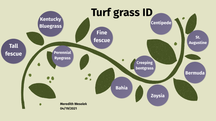 Turf grass Identification Manual by Meredith Wesolek on Prezi