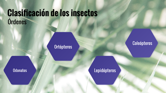 Clasificación de los insectos by Erika Alvarado on Prezi
