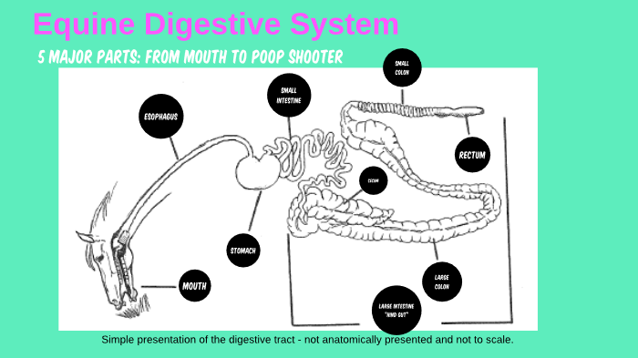 Equine Digestive System by on Prezi
