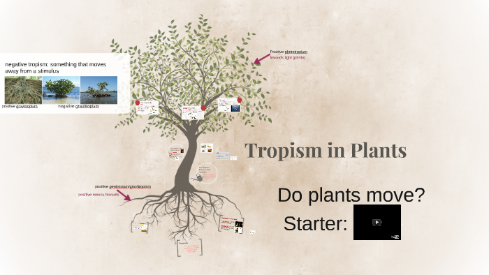 Tropism in Plants by kristie connor on Prezi