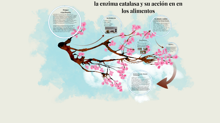 la enzima catalasa y su acción en en los alimentos by romina viveros on ...