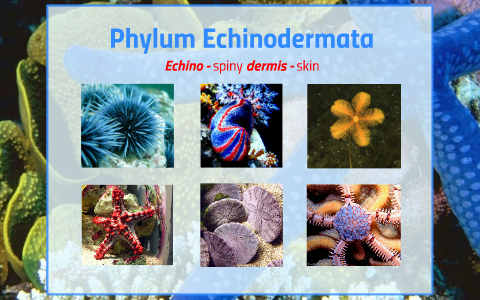 Animal Diversity Project - Echinoderms by Jake Lamazor on Prezi