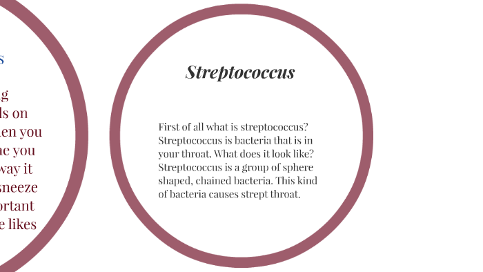 Streptococcus by Knapp Class on Prezi