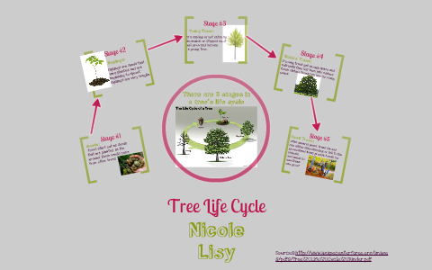 Tree Life Cycle by Nicole Lisy on Prezi