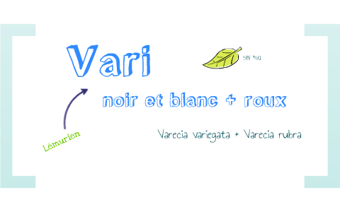 Les lémuriens de Madagascar - Vari by jesse martel on Prezi