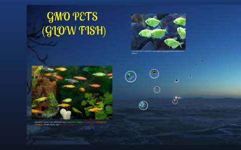 GMO Pets (Glow Fish) by cheyenne miller on Prezi
