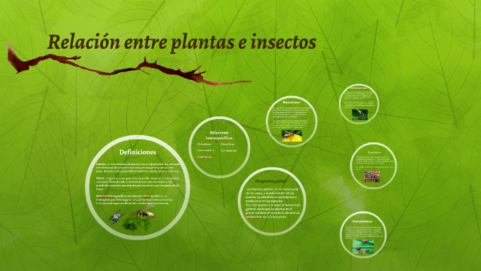 Relación entre plantas e insectos by Rocio Garcia Diez on Prezi