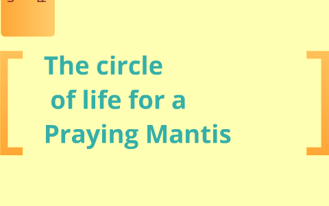 Life Cycle of Praying Mantis by Sasha Swenson on Prezi