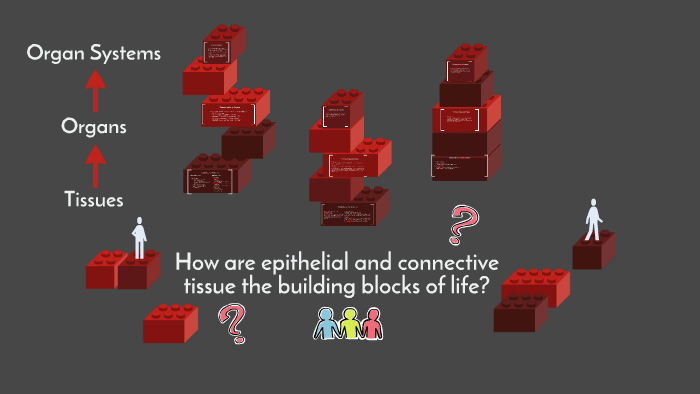 How are epithelial and connective tissue building blocks? by V M on Prezi