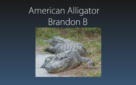 Blom env zoo Brandon B by Brandon Bergren on Prezi