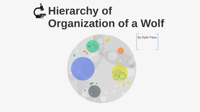 Hierarchy of Organization of a Wolf by Kyler Pace on Prezi