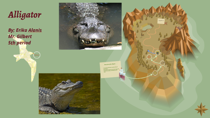 Alligator by erika alanis on Prezi