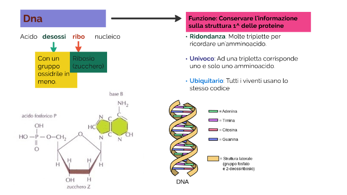 DNA by guido bertocchi on Prezi