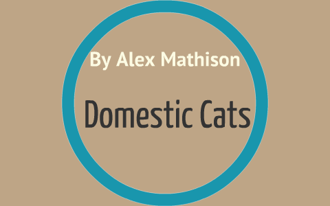 Domestic Cats by Alex Mathison on Prezi
