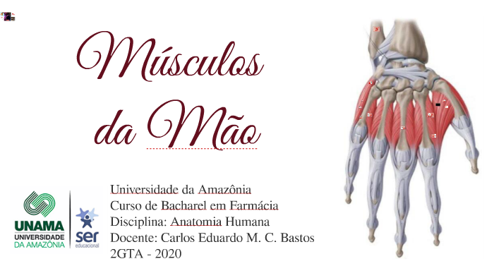Músculos da Mão by Anna Lopes on Prezi