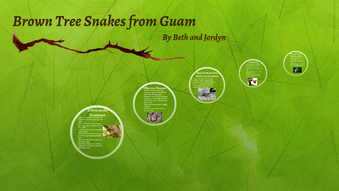 Brown Tree Snake Invaded Guam by Beth Ralston on Prezi