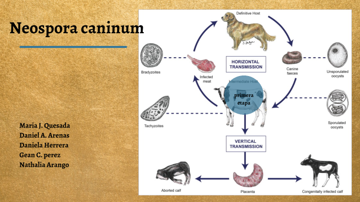 neospora caninum by nathalia arango on Prezi