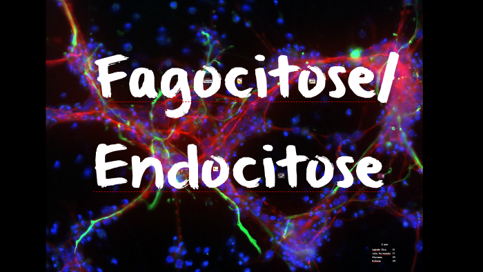 Fagocitose/Endocitose by Rafaela Bronca on Prezi