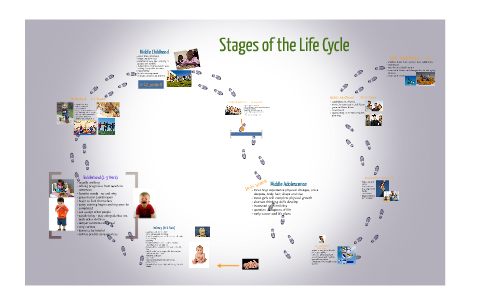Stages of the Life Cycle by Leslie Brophy on Prezi