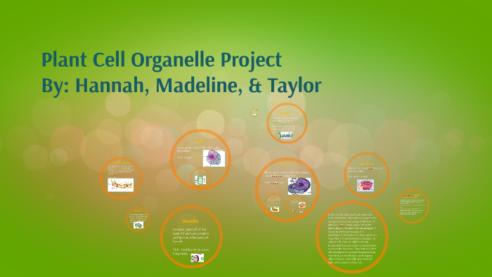 Plant Cell Organelle Project by tanadeline jotherbert