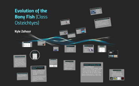 Bony Fish Evolution by Kyle Zahour on Prezi