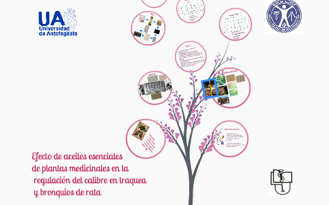 Efecto de aceites esenciales en traquea y bronquio de rata by Francisca ...