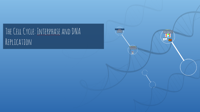 The Cell Cycle: Interphase and DNA Replication by Craig Williams on Prezi