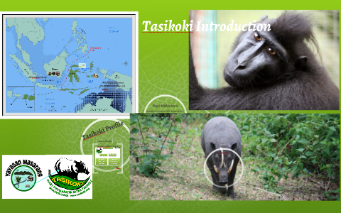 Tasikoki Introduction by Simon Purser on Prezi