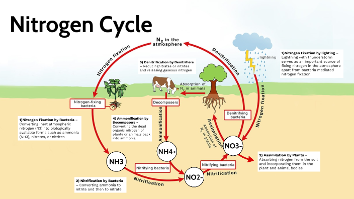 nitrogen cycle by Mirta Montanelli on Prezi