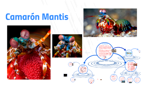 Camaron Mantis by Ángel Torres Rivera on Prezi