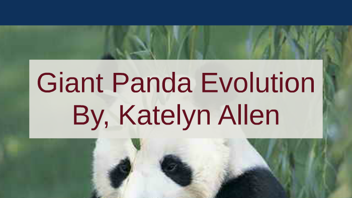 Giant Panda evolution by Katelyn Allen on Prezi