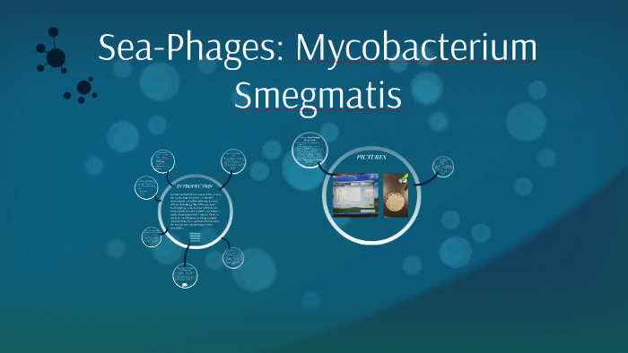 Sea-Phages: Mycobacterium Smegmatis by Dina Rezk on Prezi