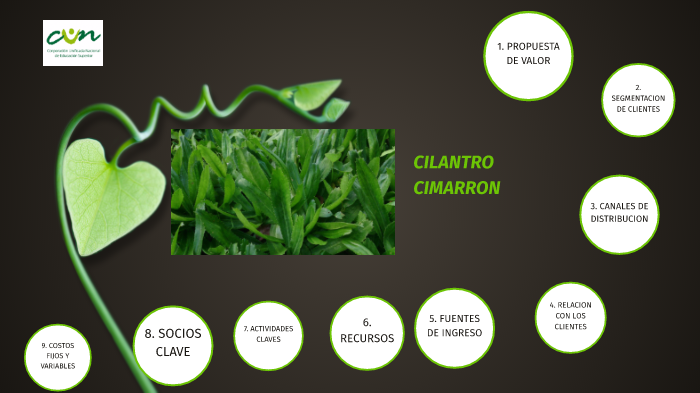 Estudio de factibilidad del cilantro cimarron by nathaly florez on Prezi