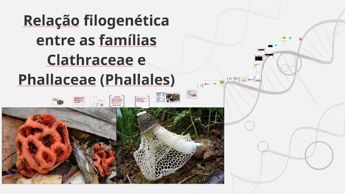 Teste da relação filogenética entre as famílias Clathraceae by Gislaine ...