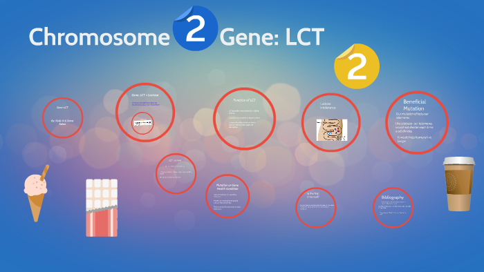 Chromosome 2 Gene: LCT by kody Nguyen on Prezi
