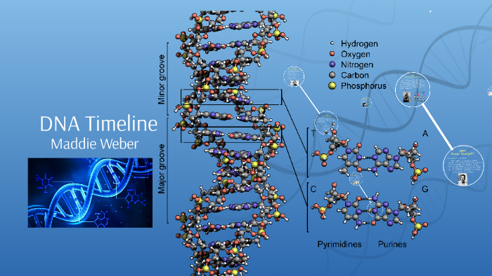 DNA Timeline by Maddie Weber on Prezi