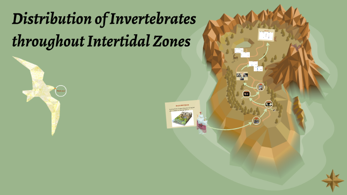 Distribution of Invertebrates throughout Intertidal Zones by Sarah Melick