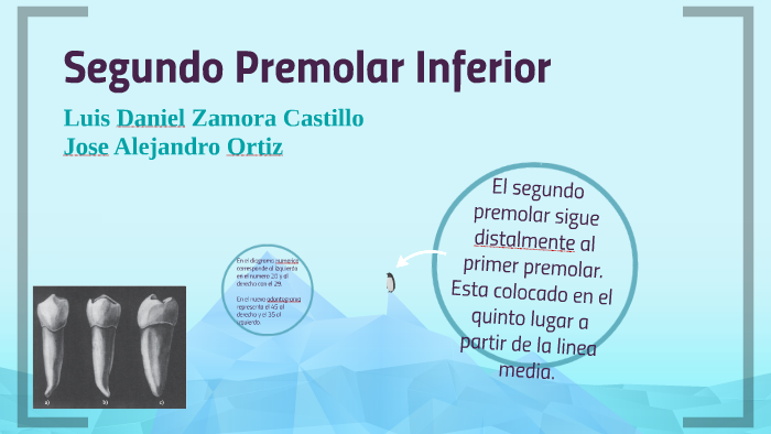Segundo Premolar Inferior by Luis Daniel Zamora Castillo on Prezi