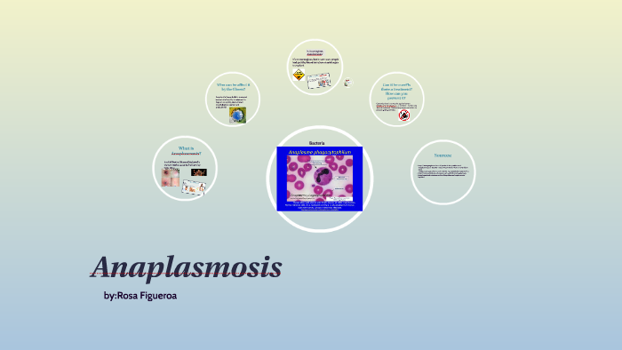Anaplasmosis by rosa figueroa on Prezi