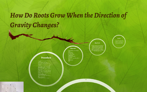 How Do Roots Grow When the Direction of Gravity Changes? by Andrea ...