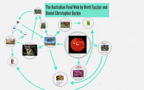 Australian outback food web by Brett Fassler on Prezi