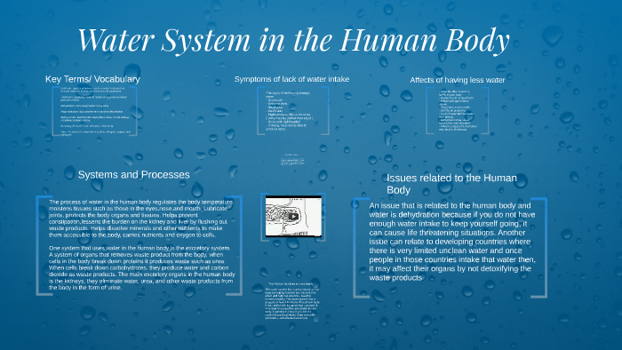 Water System in the Human Body by kareema khan on Prezi