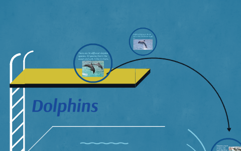 Dolphins by Computer Buddies on Prezi