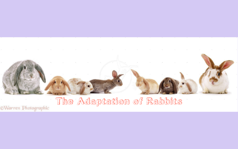 The Adaptation of Rabbits by little miss snuffles on Prezi