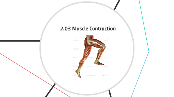 2.03 Muscle Contraction by Brie Cone on Prezi