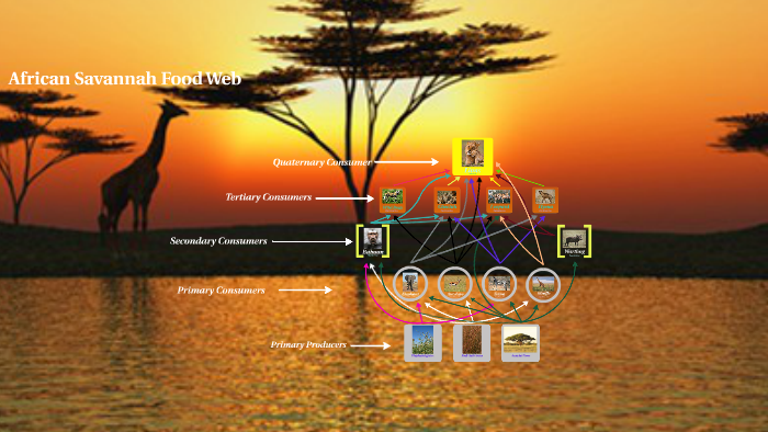 African Savannah Food Web by allison costello on Prezi