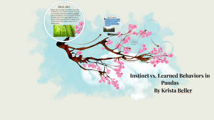 Instinct vs. Learned Behaviors in Pandas by krista beller on Prezi